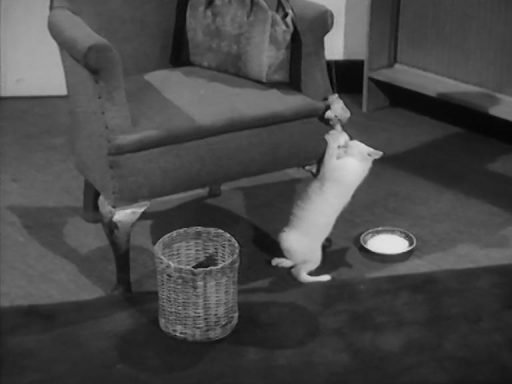 BBC TV Interlude – Kitten | TVARK