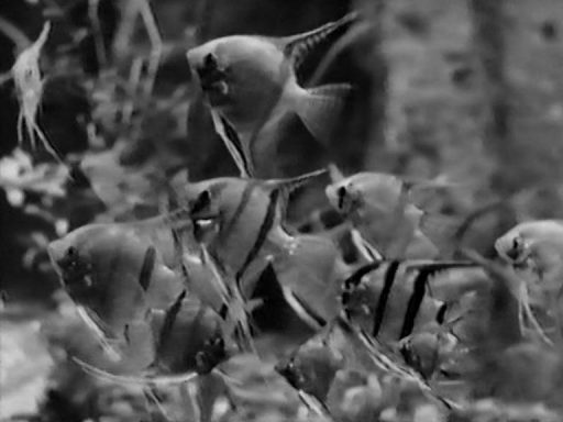 BBC TV Interlude – Angel Fish | TVARK
