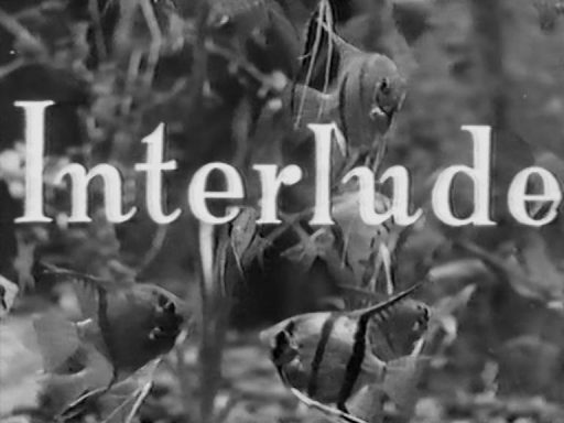 BBC TV Interlude – Angel Fish | TVARK