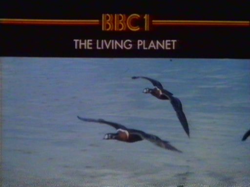 BBC1 1981 – 1985 Branding | TVARK