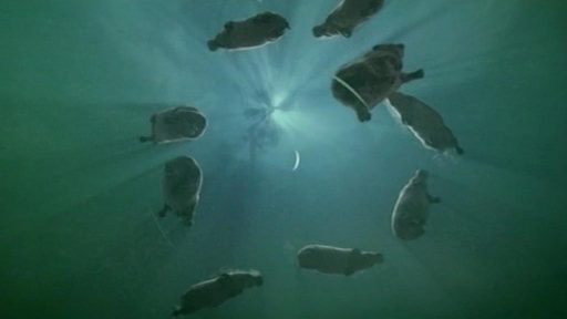 BBC One Ident – Hippos (clean) | TVARK