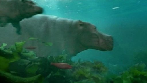 BBC One Ident – Hippos (clean) | TVARK