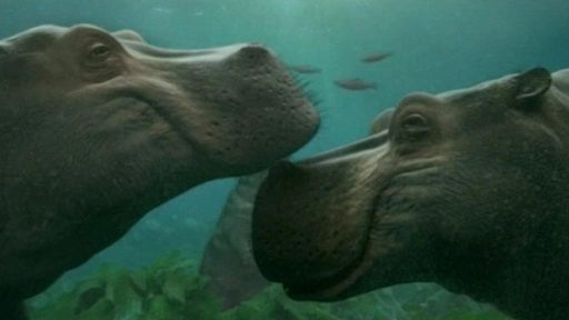 BBC One Ident – Hippos (clean) | TVARK