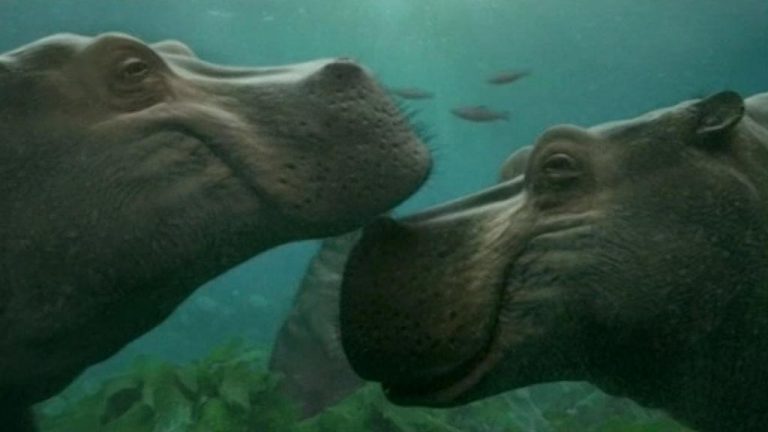 BBC One Ident – Hippos (clean) | TVARK