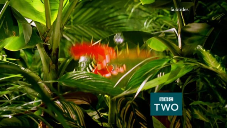Bbc Two Predator Ident Tvark
