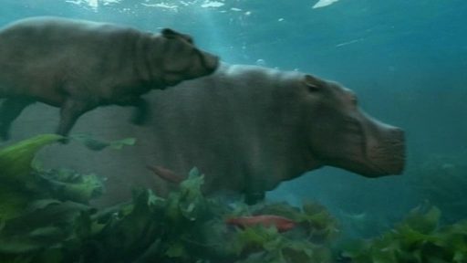 BBC One Ident – Hippos | TVARK