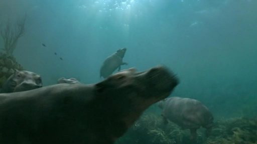 BBC One Ident – Hippos | TVARK
