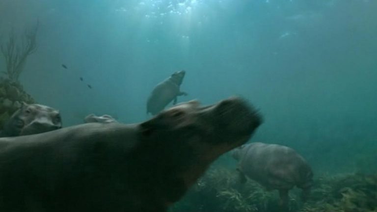 BBC One Ident – Hippos | TVARK