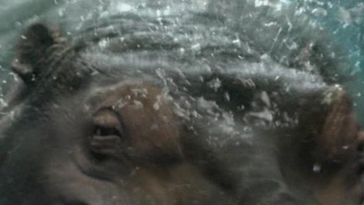 BBC One Ident – Hippos | TVARK