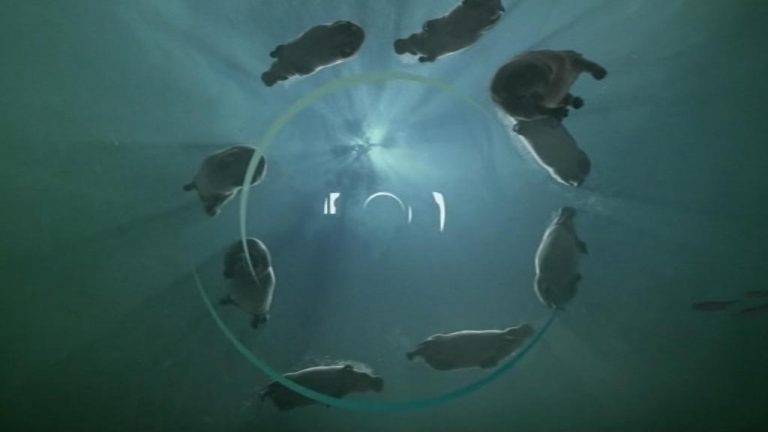 BBC One Ident – Hippos | TVARK