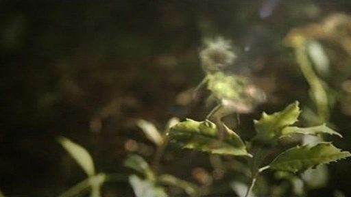 BBC One Ident – Magical Forest | TVARK