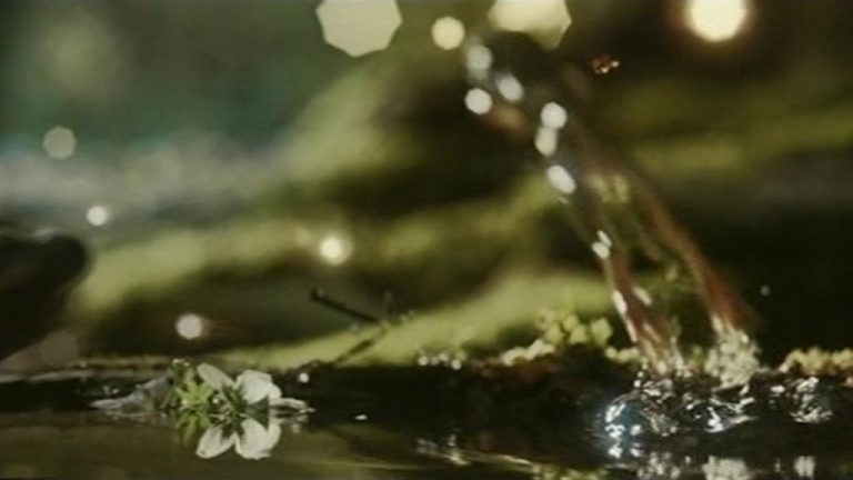 BBC One Ident – Magical Forest | TVARK