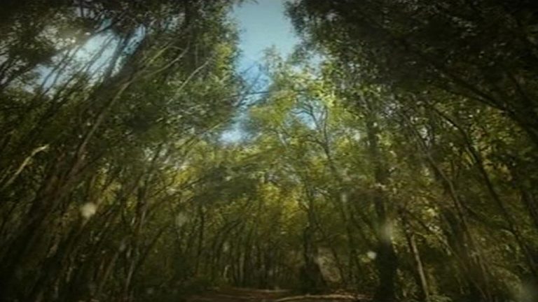 BBC One Ident – Magical Forest | TVARK