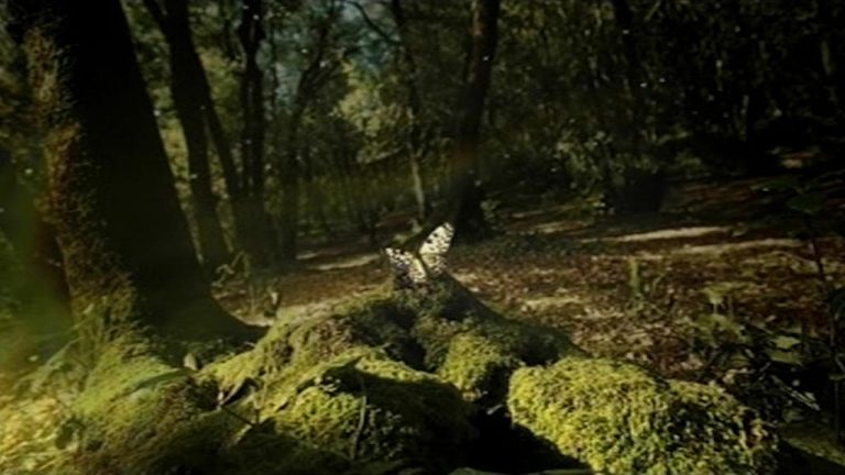BBC One Ident – Magical Forest | TVARK