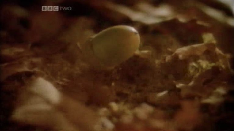 BBC Learning Zone | TVARK