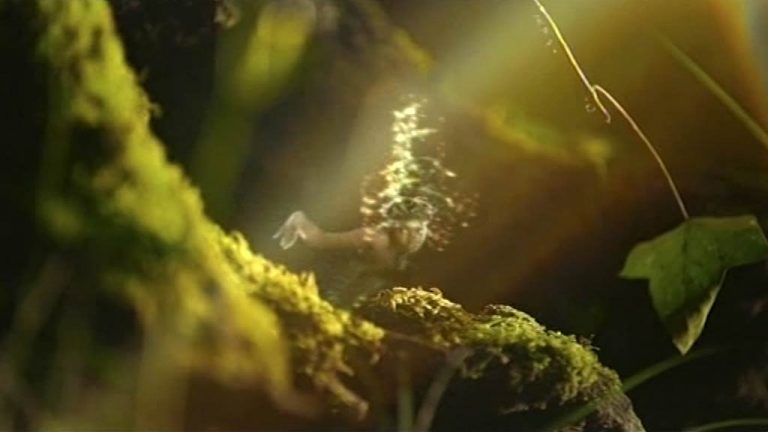 BBC One Ident – Magical Forest | TVARK