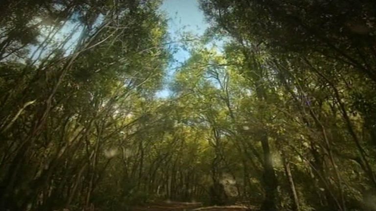 BBC One Ident – Magical Forest | TVARK