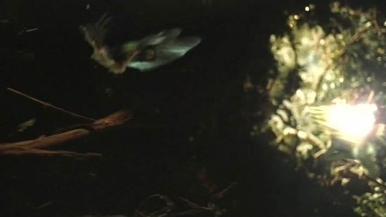 BBC One Ident – Magical Forest | TVARK