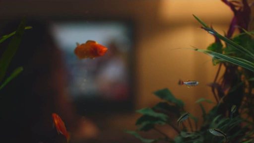 Your TV Ident – Fish | TVARK