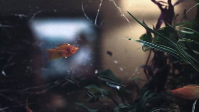 Your TV Promo – Fish | TVARK