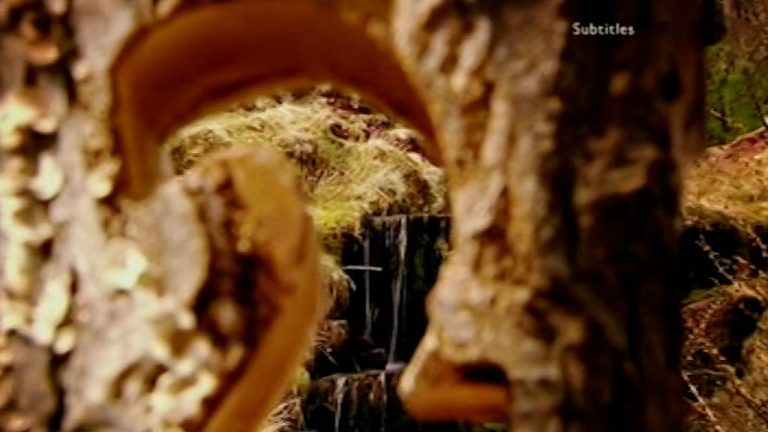 BBC Two Ident – Tree | TVARK