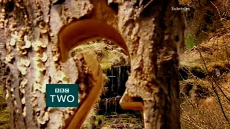 BBC Two Ident – Tree | TVARK