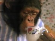 PG Tips | TVARK
