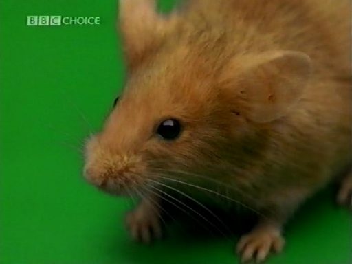 BBC Choice Ident – Mouse | TVARK