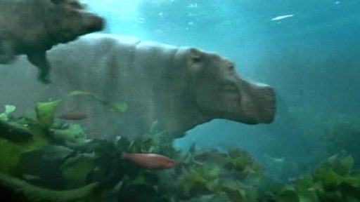 BBC One Scotland Hippos Ident | TVARK