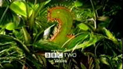 BBC Two Wales Ident | TVARK