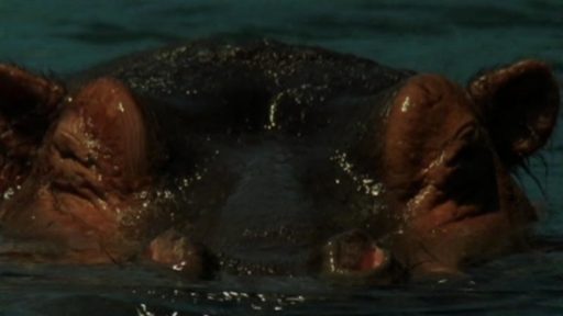 BBC One – Hippos Ident | TVARK