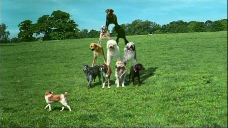 BBC One Ident – Dog Display | TVARK