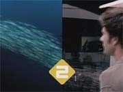 Ned 2 STER Break Bumpers – Water (1) | TVARK