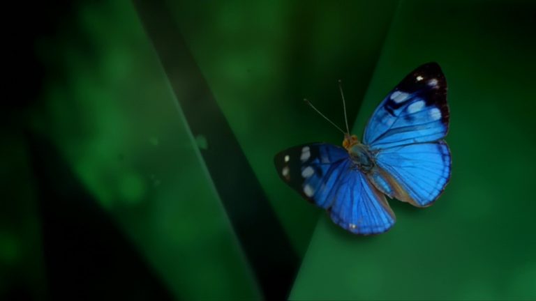 Eden Ident (Jungle) | TVARK