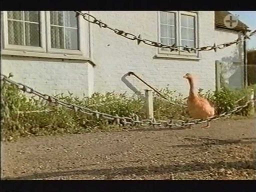 Plus – Duck Patrol Promo | TVARK