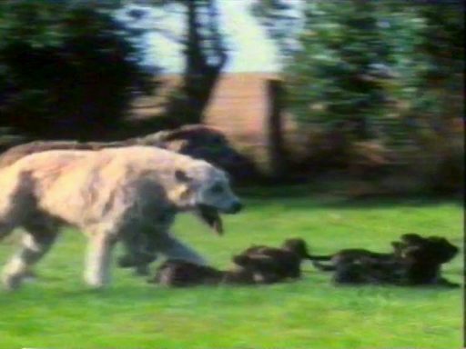 Pedigree Chum | TVARK